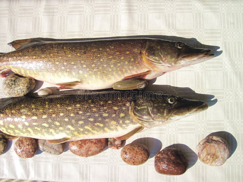 Pike stock photo. Image of clever, ichthyofauna, gills - 19288854