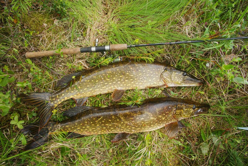 Pike stock photo. Image of nature, jaws, wild, live, alive - 29211364