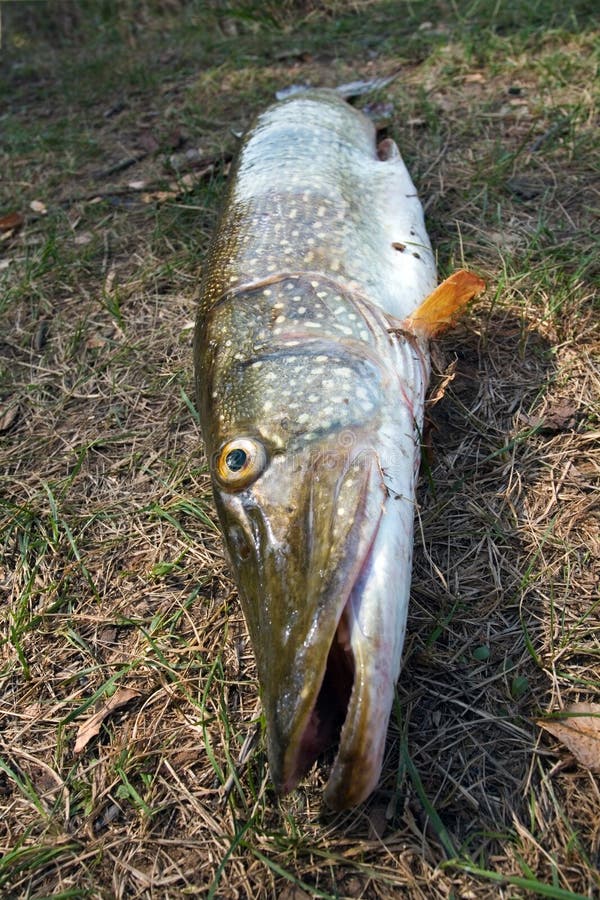 Pike Picture. Image: 812482