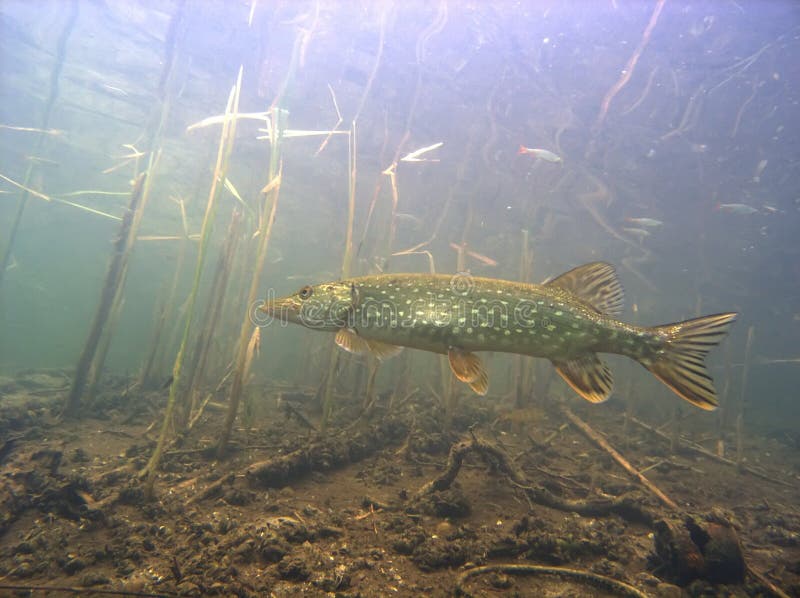 Pike stock photo. Image of plant, fish, underwater, water - 49759330