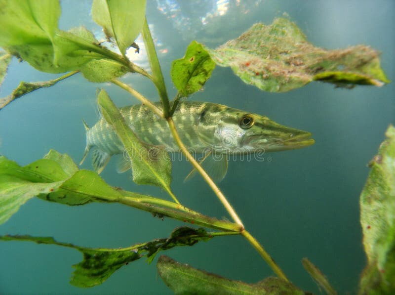 Forest stock photo. Image of scenic, trees, vivid, natural - 7107628