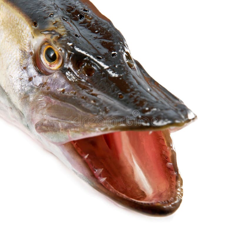 Pike stock image. Image of sharp, mouth, isolated, predator - 7886669