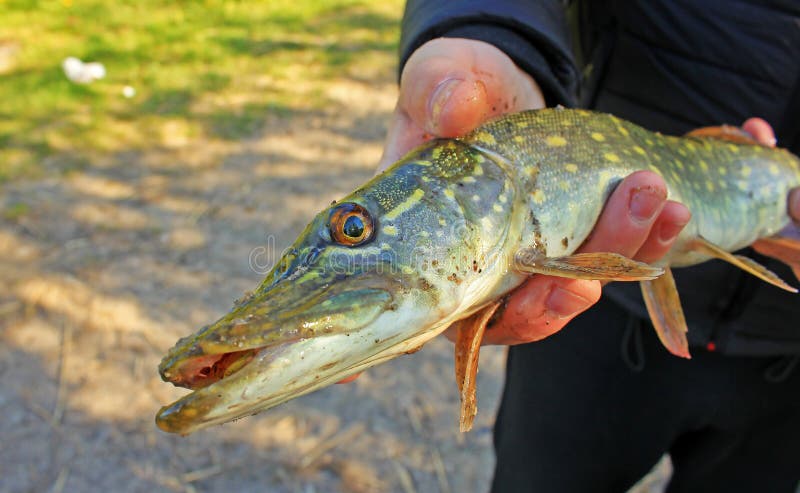 114 Beautiful Predatory Fish Pike Stock Photos - Free & Royalty-Free ...