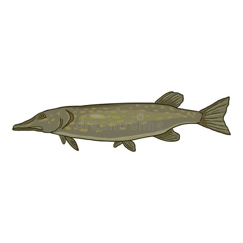 Pike Cartoon Fish Vector Illustration Stock Vector - Illustration of ...