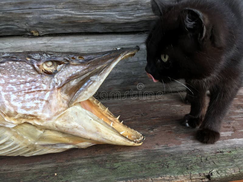 Pike and cat stock photo. Image of pike, hunger, bigfish - 168702780