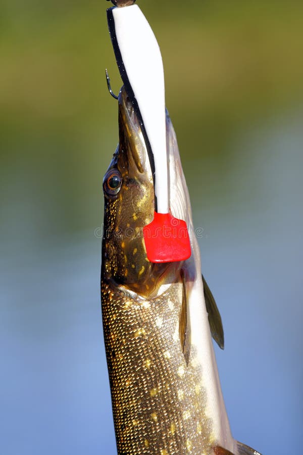 Pike catch stock image. Image of nature, fishery, standard - 33739641