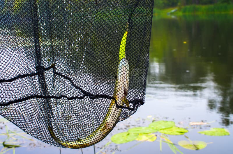 Pike Caught on Artificial Bait Stock Image - Image of fisheries, lake ...