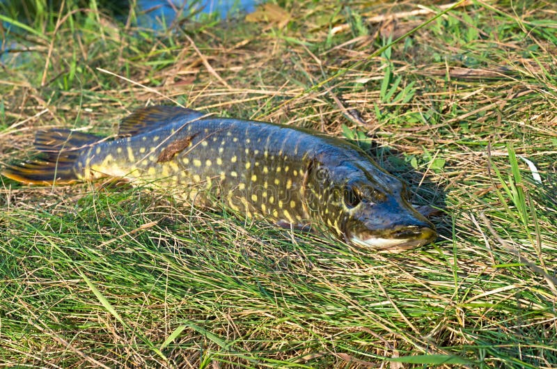 Pike stock photo. Image of spring, good, prepared, animal - 66453460