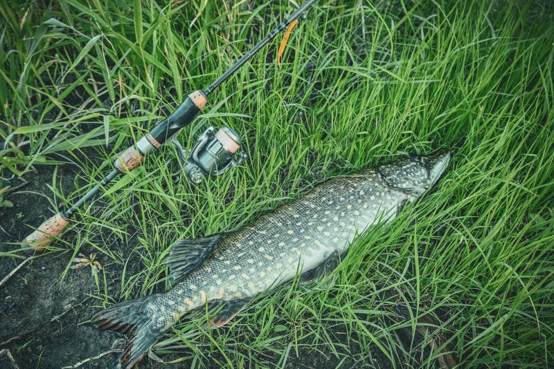 Pike Caught on Spinning Lies Next To the Rod Stock Photo - Image of ...