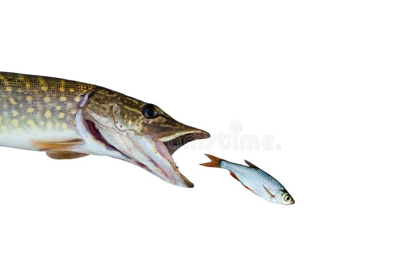 Pike Chasing Stock Photos - Free & Royalty-Free Stock Photos from ...