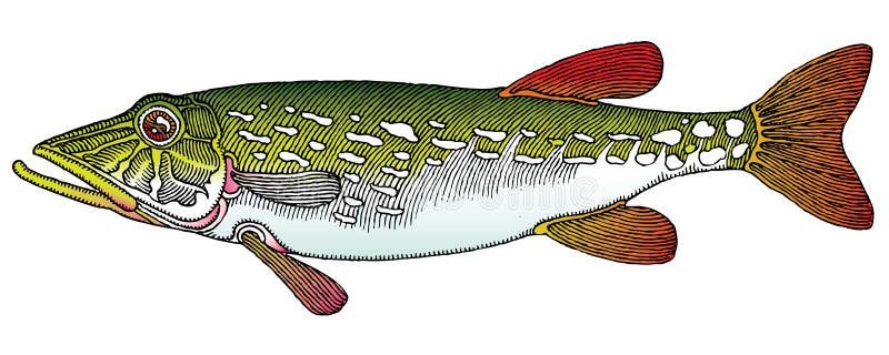 Pike Color Vectored Drawing Stock Vector - Illustration of original ...