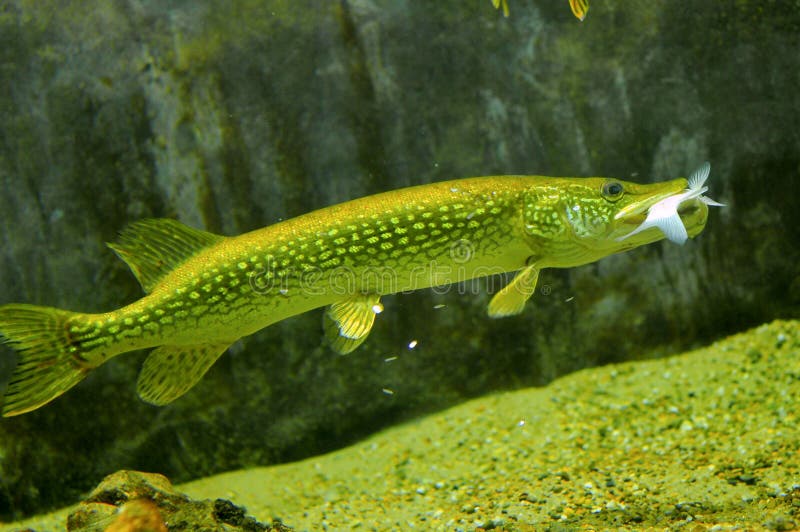 Pike Fish Hunting and Eating Stock Image - Image of gills, angling ...