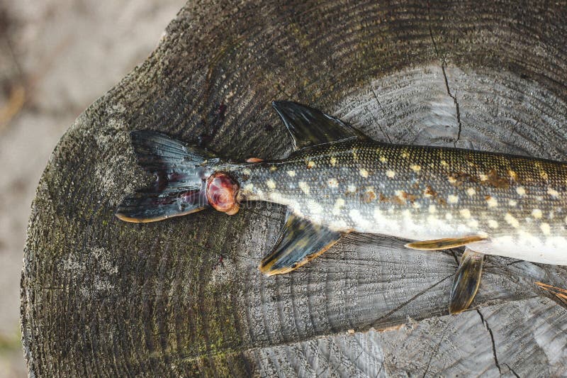 Pike Fish Caught by a Fisherman with a Wound from a Bite, Illness ...