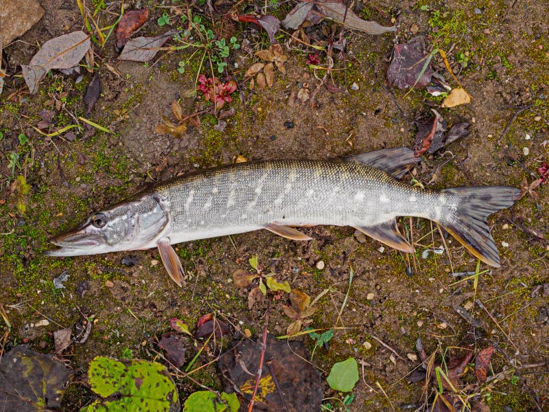 Pike Fish Caught, Fishing, Angling Stock Photo - Image of grass, ground ...