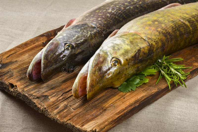 Pike fish stock photo. Image of fishing, food, freshwater - 80841662