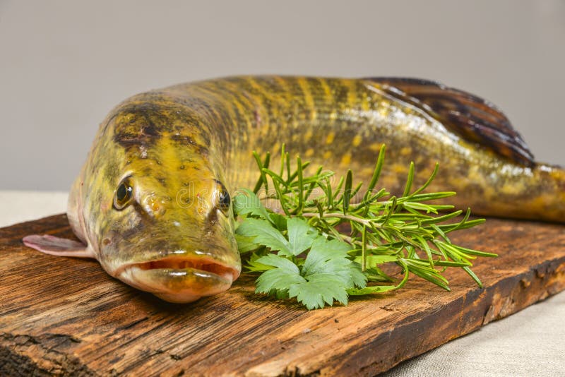 Pike fish stock photo. Image of meat, activity, delicious - 80841810