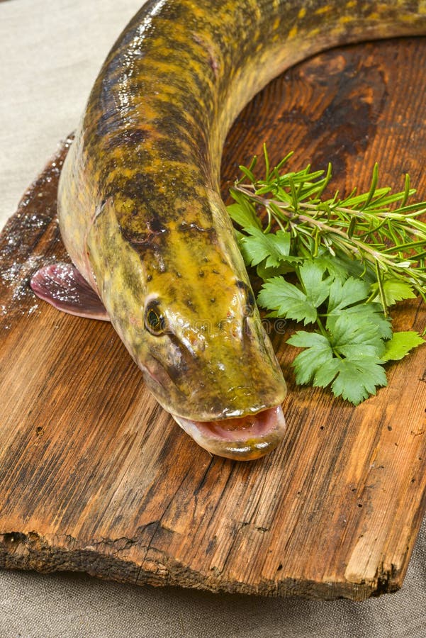 Pike fish stock image. Image of pickerel, eating, nature - 80842411