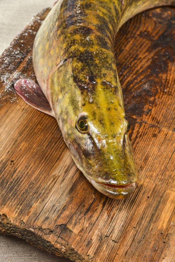 Pike fish- Esox lucius stock image. Image of pickerel - 80842099