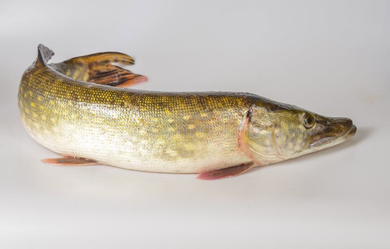 Pike fish- Esox lucius stock photo. Image of hobby, pond - 80842202