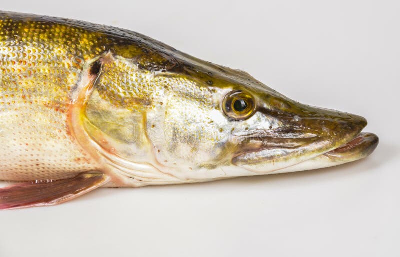 Pike fish- Esox lucius stock photo. Image of eating, esox - 80842272