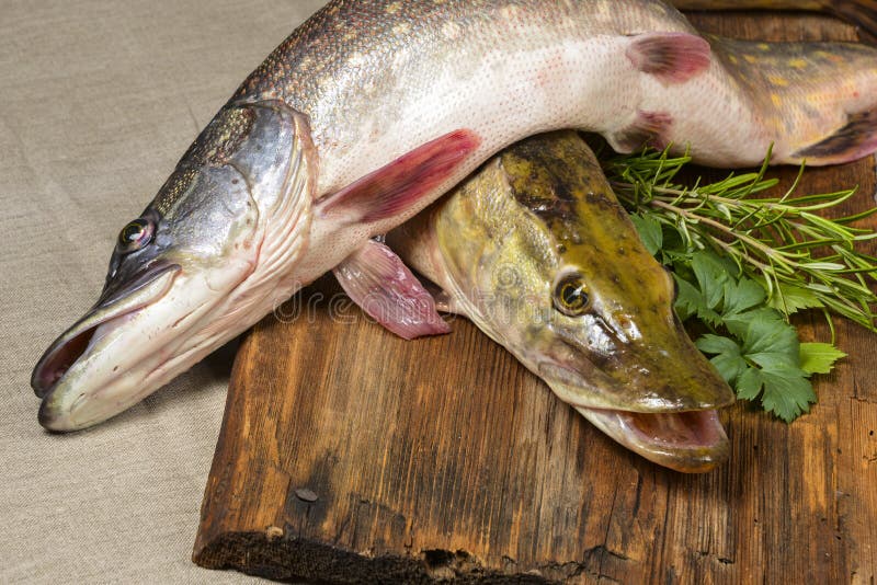 Pike fish stock image. Image of food, pond, fresh, dinner - 80842389