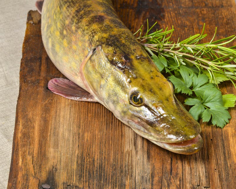 Pike fish stock photo. Image of meat, activity, delicious - 80841810