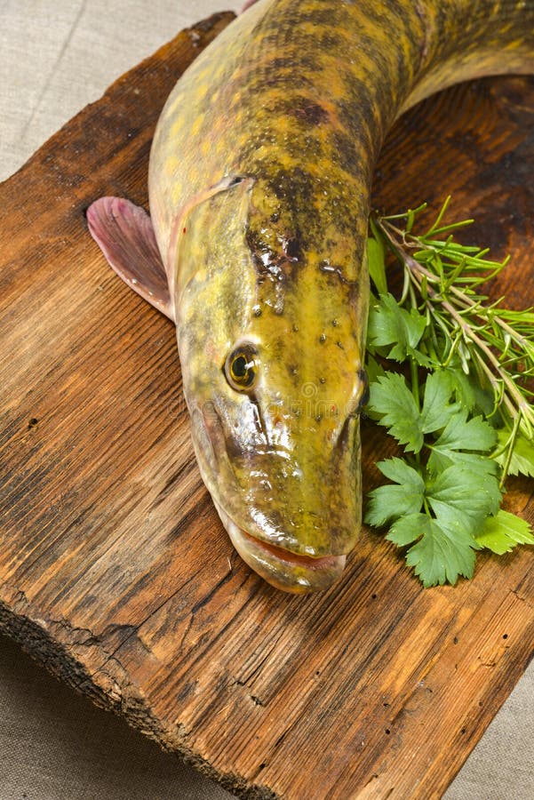 Pike fish- Esox lucius stock image. Image of fish, lucius - 80842485