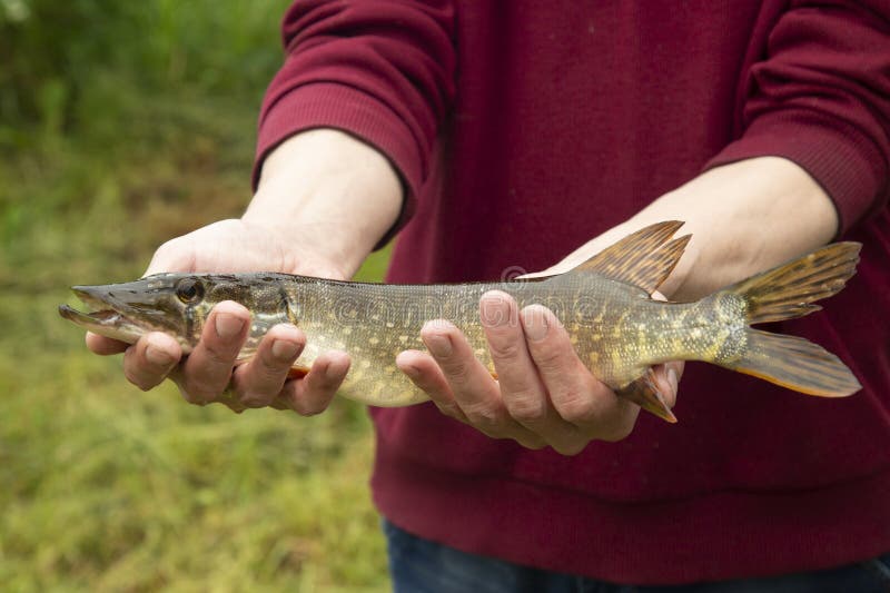 Pike Fish in the Hands of an Angler.Pike Fishing on the River Stock ...