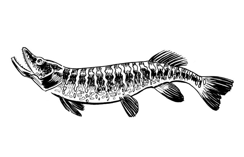Drawing Pike Stock Illustrations – 1,705 Drawing Pike Stock ...
