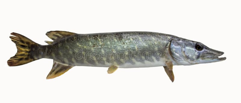 Pike Fish Isolated on White Stock Photo - Image of eating, lucius ...
