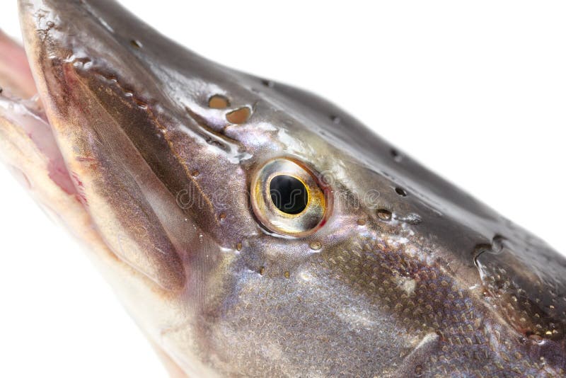 Pike Fish Isolated on White Background. Stock Photo - Image of teeth ...