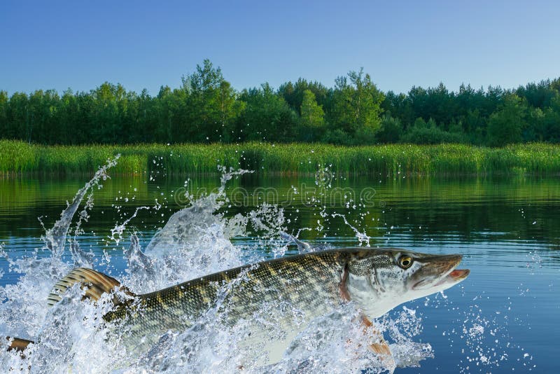 Pike Fish Jumping with Splashing in Pond Stock Photo - Image of summer ...