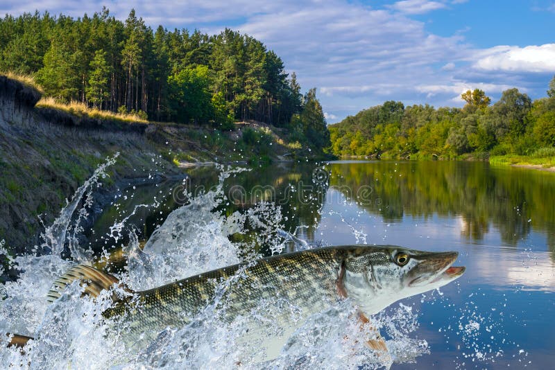 Pike Fish Jumping with Splashing in Water Stock Image - Image of view ...