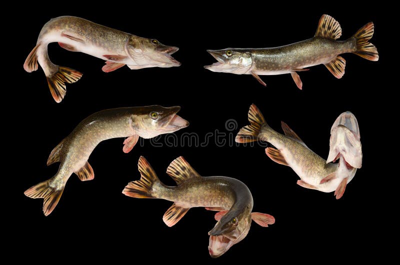 Pike fish feeding stock image. Image of pike, hunter - 17822807