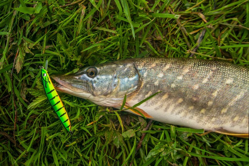 Pike Fish Trophy with Fishing Lure in Jaw Stock Photo - Image of green ...