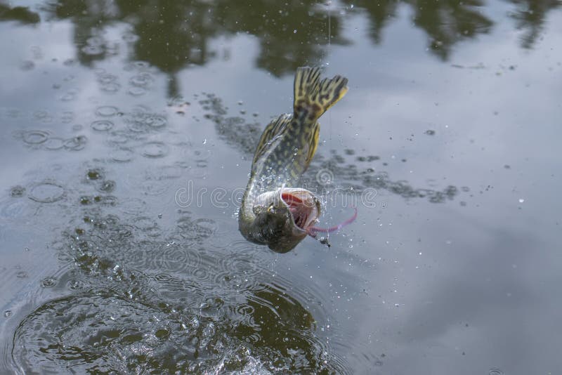 Pike Fish Trophy Jumping Above Water with Splashing Stock Image - Image ...