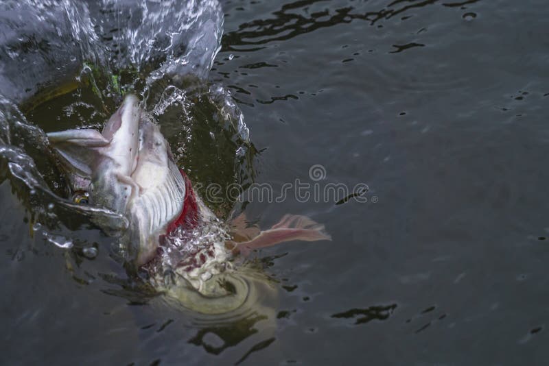 Pike Fish Trophy in Water with Splashing Stock Photo - Image of ...