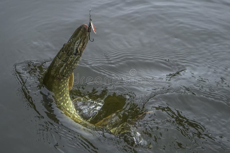 Pike Fish Trophy in Water with Splashing Stock Photo - Image of teeth ...