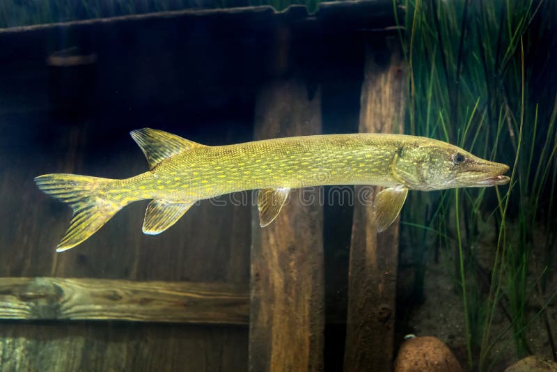 Pike fish underwater stock photo. Image of underwater - 98101866