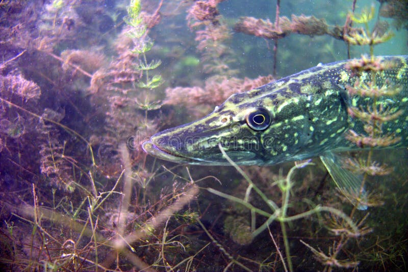 1,150 Pike Fish Underwater Photos - Free & Royalty-Free Stock Photos ...