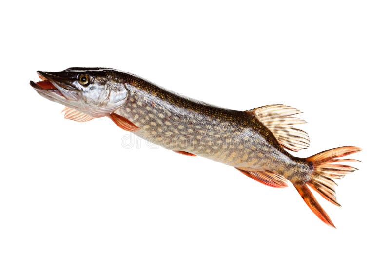 Pike Fish on a White Background Stock Image - Image of pike, horizontal ...