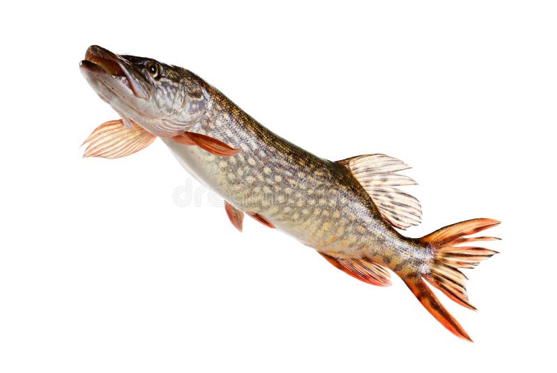 Pike Fish on a White Background Stock Photo - Image of horizontal ...