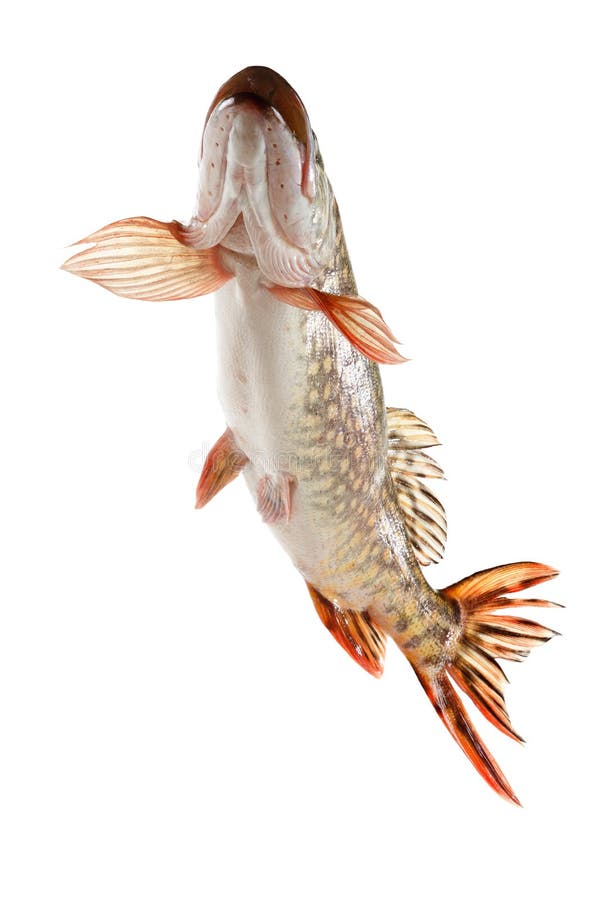 Pike Fish on a White Background Stock Image - Image of color, pike ...