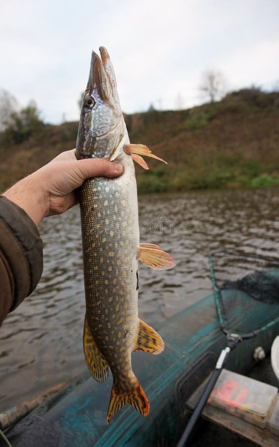 Fisherman Poses with Northern Pike Fish Stock Photo - Image of fall ...