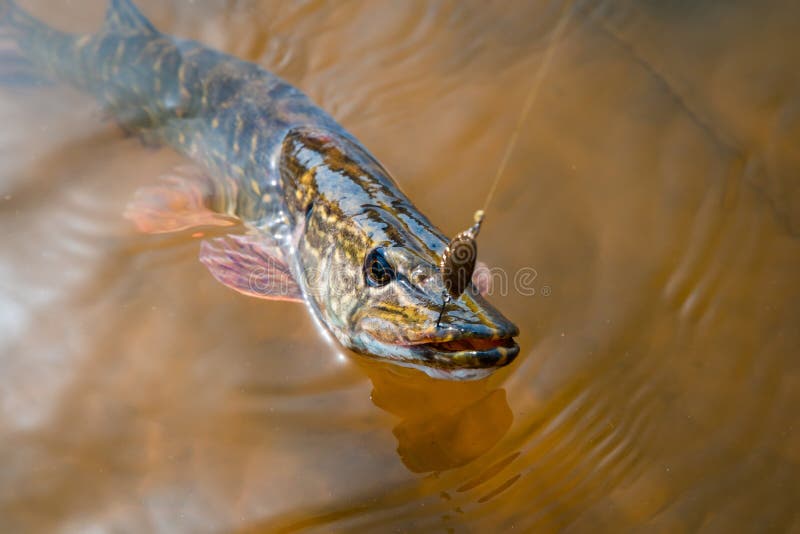 Pike fishing stock photo. Image of river, pike, predator - 150921220