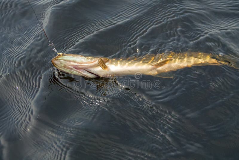 Pike Fishing for Spinning in the Lake Stock Photo - Image of calm, lure ...