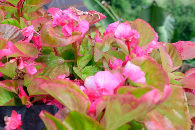 Pike Flower stock image. Image of leave, leaf, beauty - 47226259