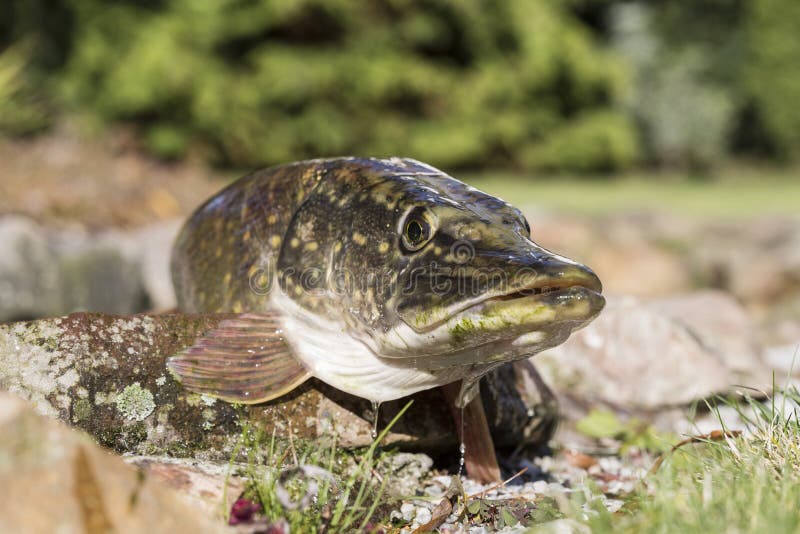 Pike on a grass background stock image. Image of animal - 61264085