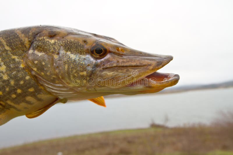 Pike stock photo. Image of food, bait, fish, pike, freshwater - 20529758