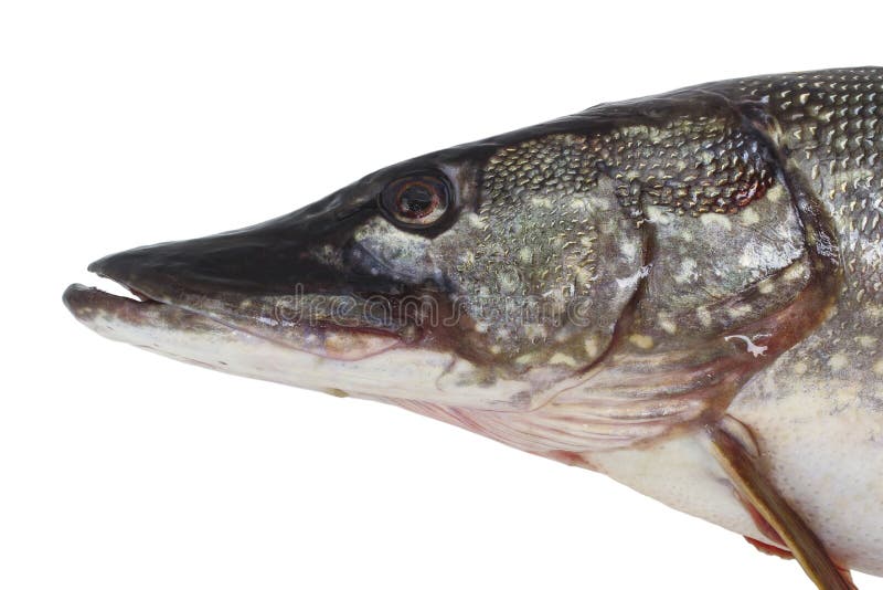 Pike. Head of Live Fish Isolated on White Background. Muskellunge ...